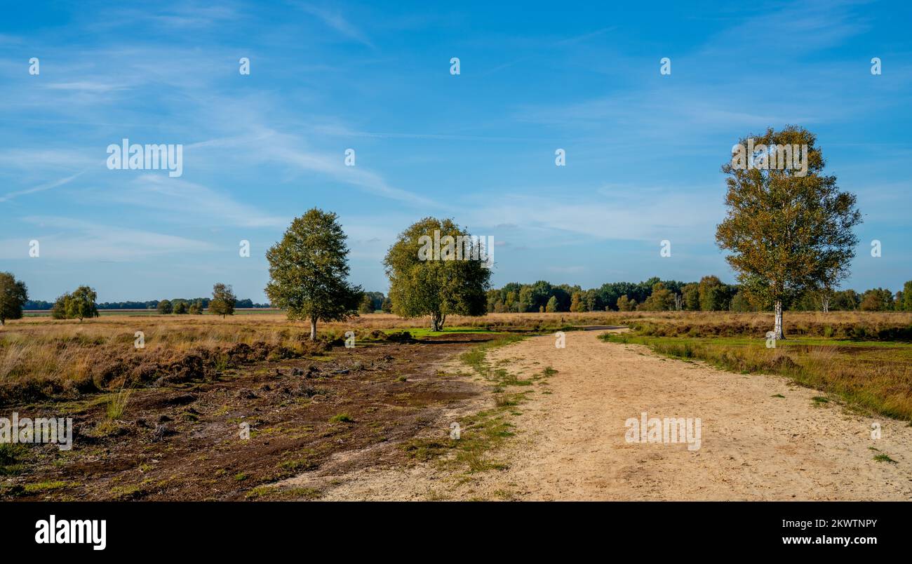 Landscape in a marshland in Bargerveen, Netherlands Stock Photo - Alamy