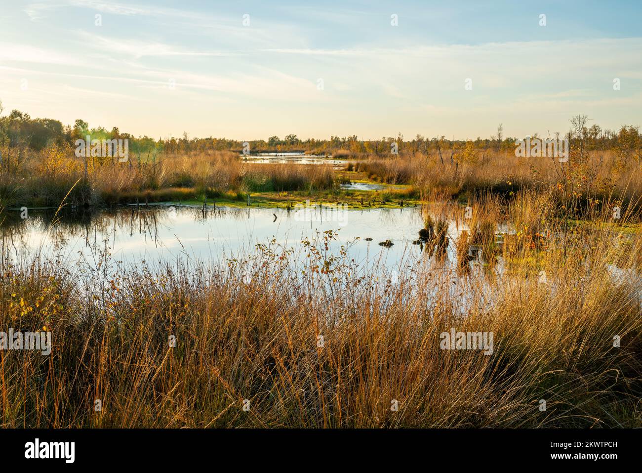 Swamp in a marshland in Bargerveen, Netherlands Stock Photo - Alamy
