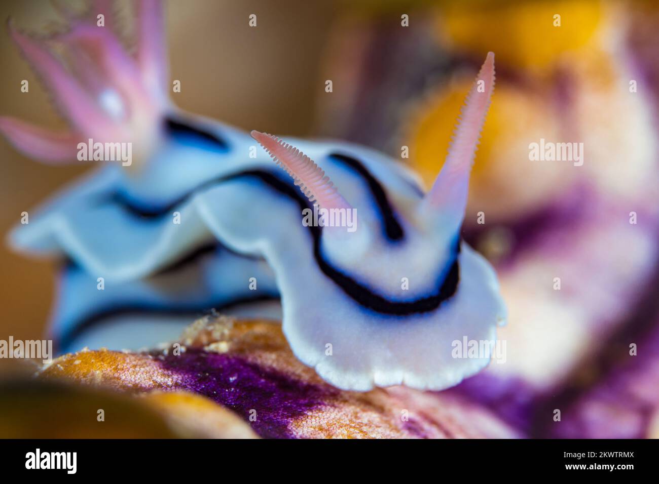 Colorful nudibranch sea slug crawling above coral reef in the Indo ...