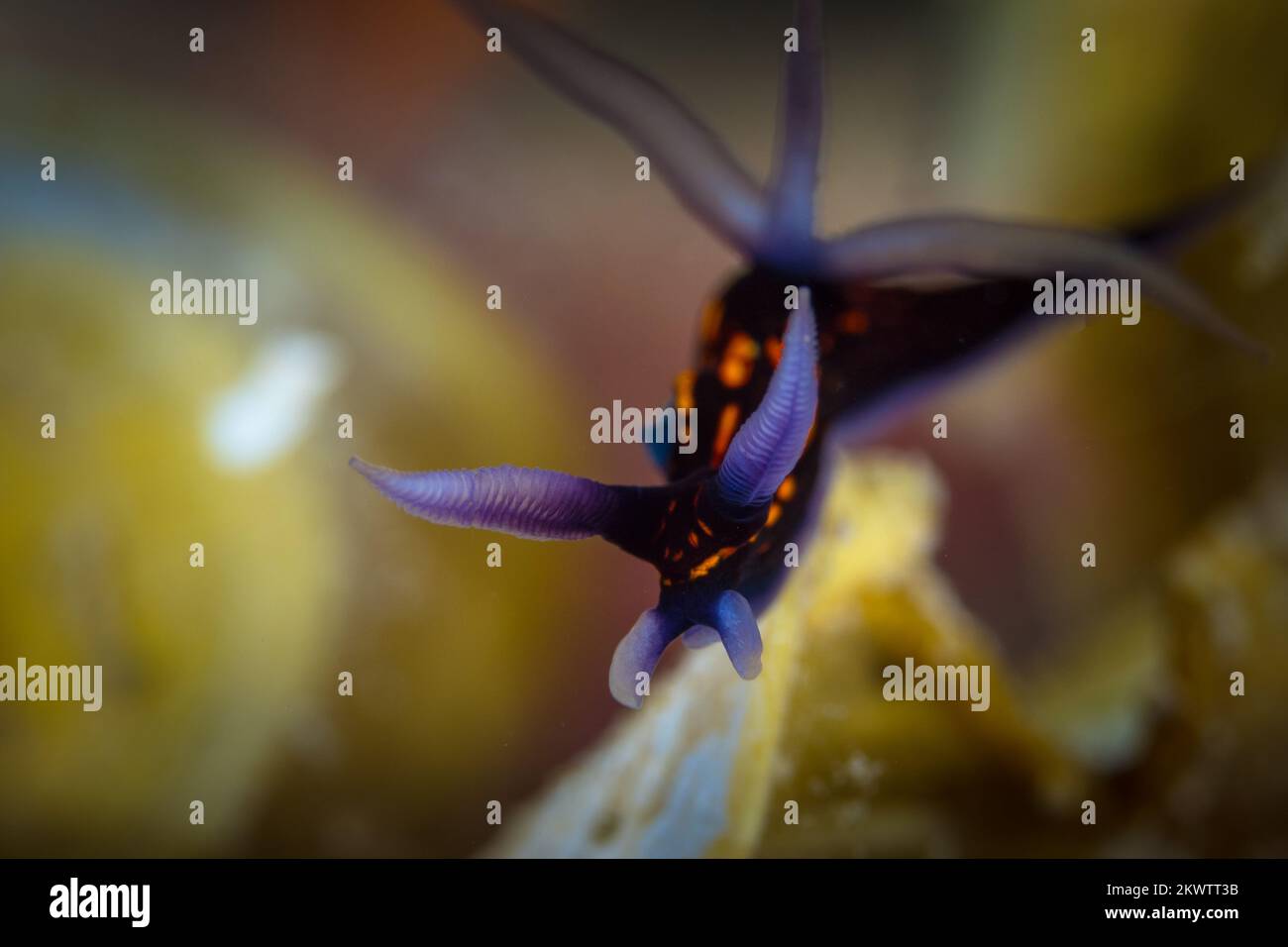 Colorful nudibranch sea slug crawling above coral reef in the Indo ...