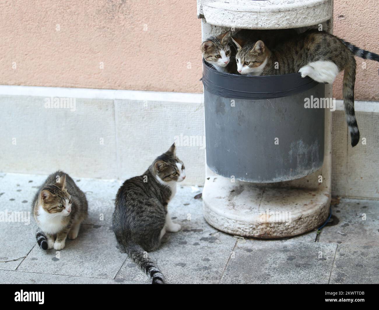 Cats and garbage bins hi-res stock photography and images - Alamy