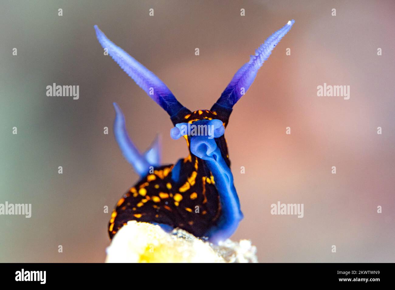 Colorful nudibranch sea slug crawling above coral reef in the Indo ...