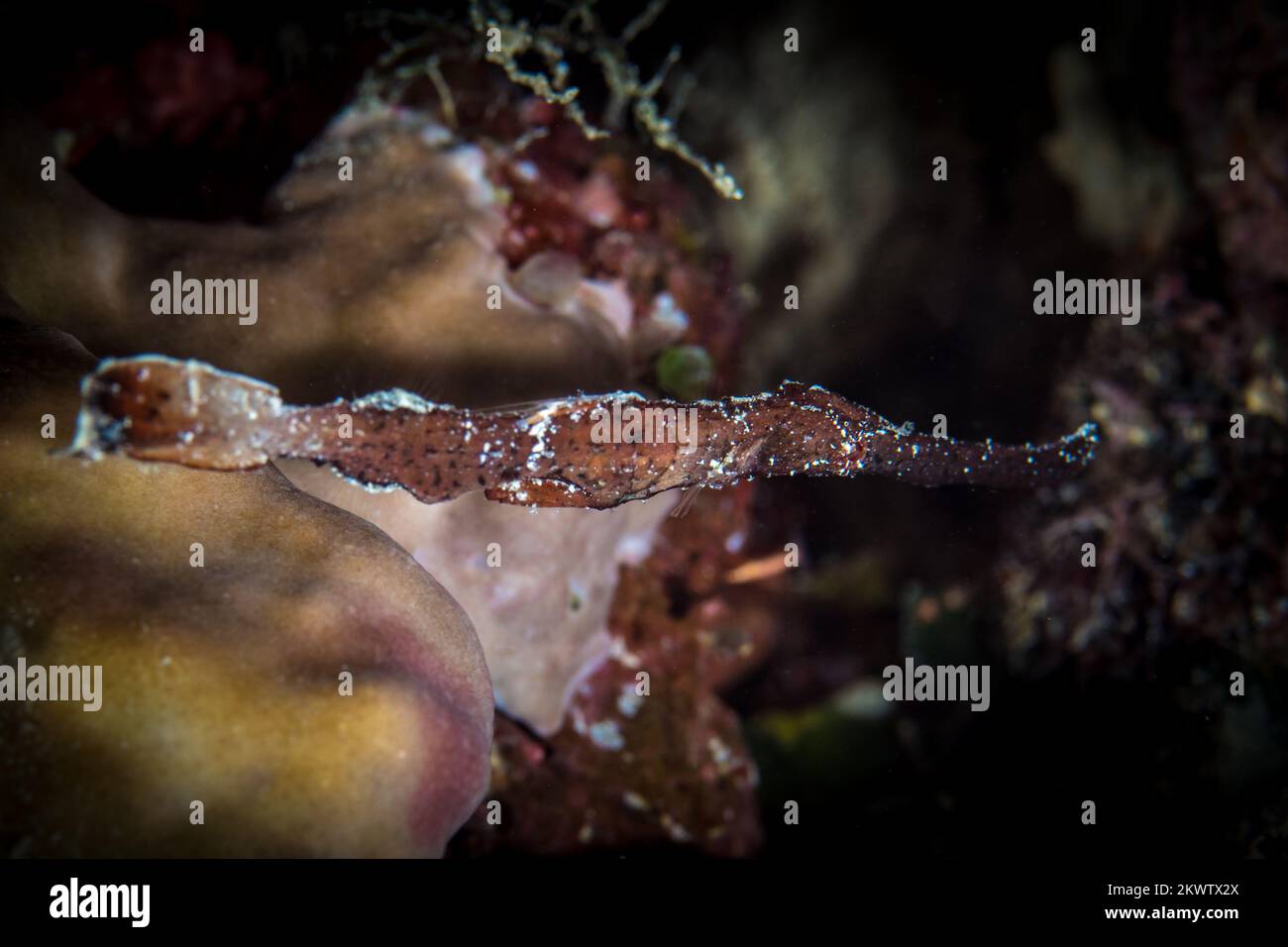 Cryptic robust ghost pipefish camouglaging in with its surroundings ...