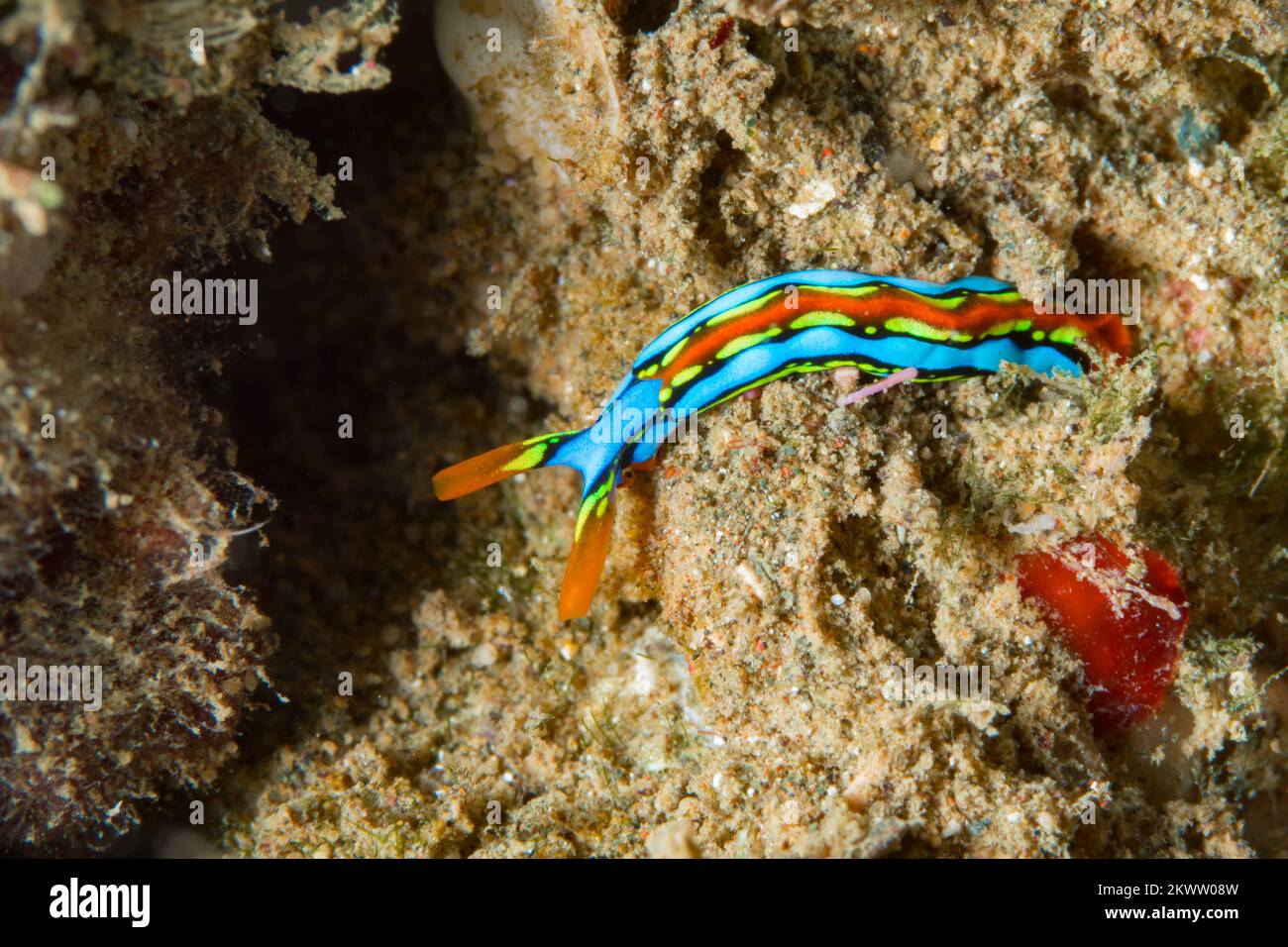 Colorful nudibranch sea slug crawling above coral reef in the Indo ...