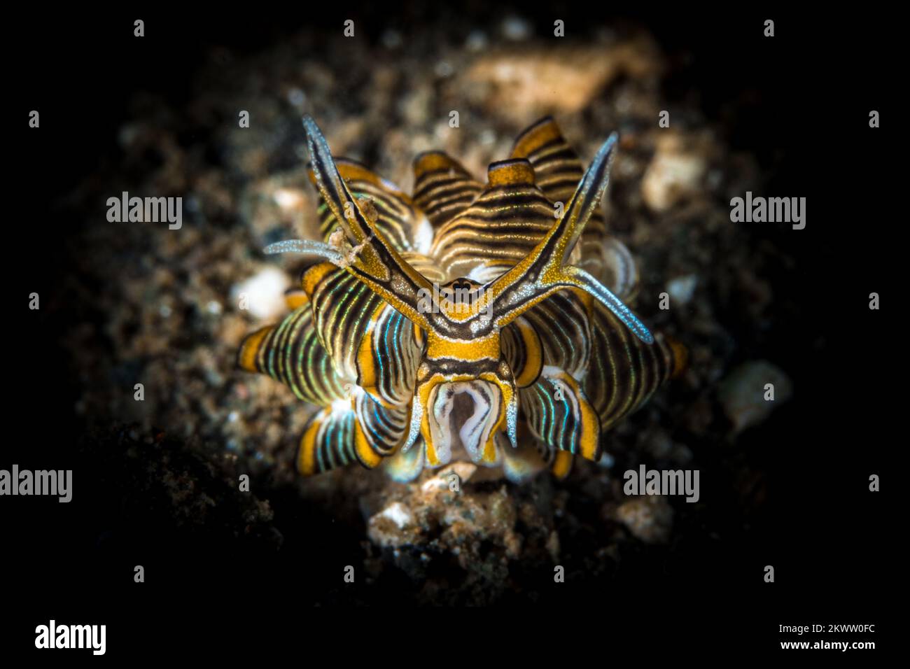 Cyerce nigra nudibranch seaslug on coral reef - Cyerce nigricans Stock ...