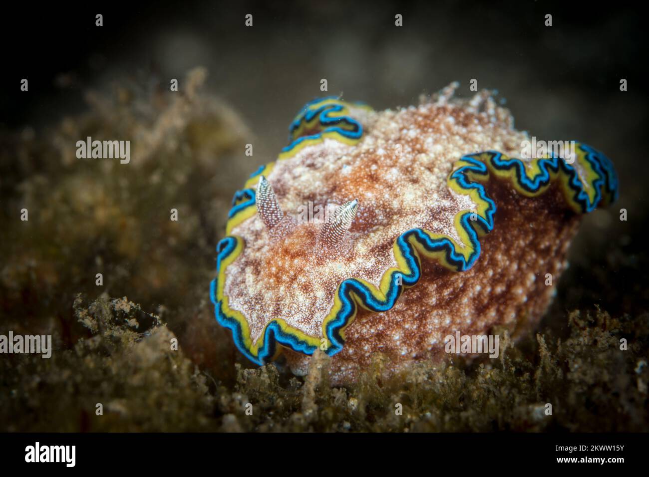 Cryptic nudibranch sea slug camouflages in with its surroundings on ...