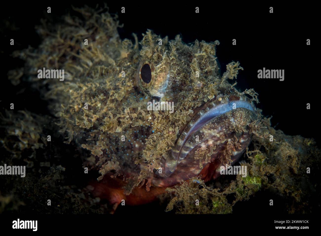 Beautiful detail on scorpionfish skin as it camouflages in with its ...