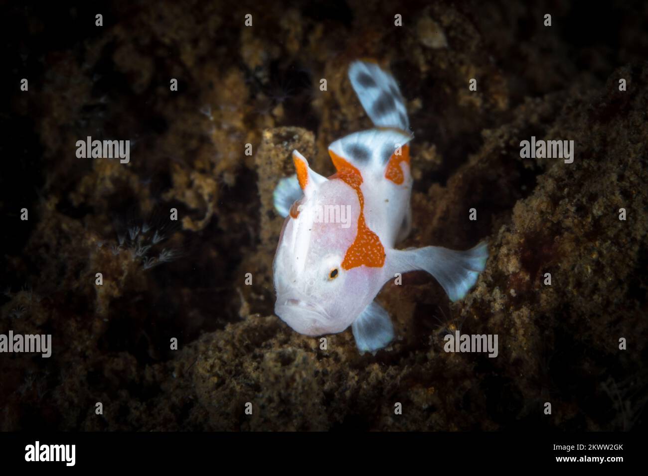 Cute and colorful clown frogfish - Antennarius Maculatus Stock Photo ...