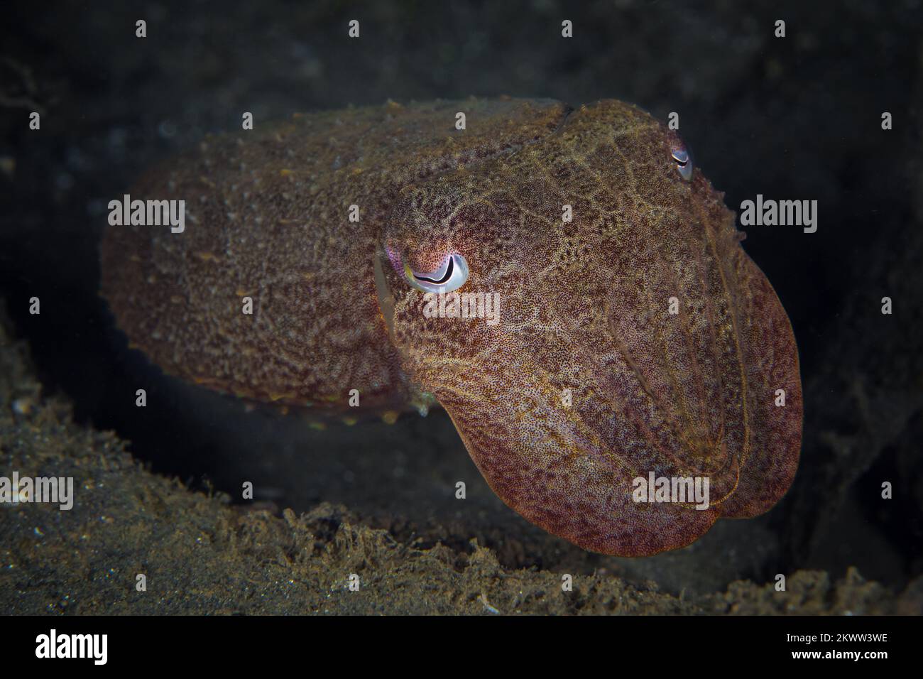 Beautiful cuttlefish changing the texture of its skin to camouflage on ...