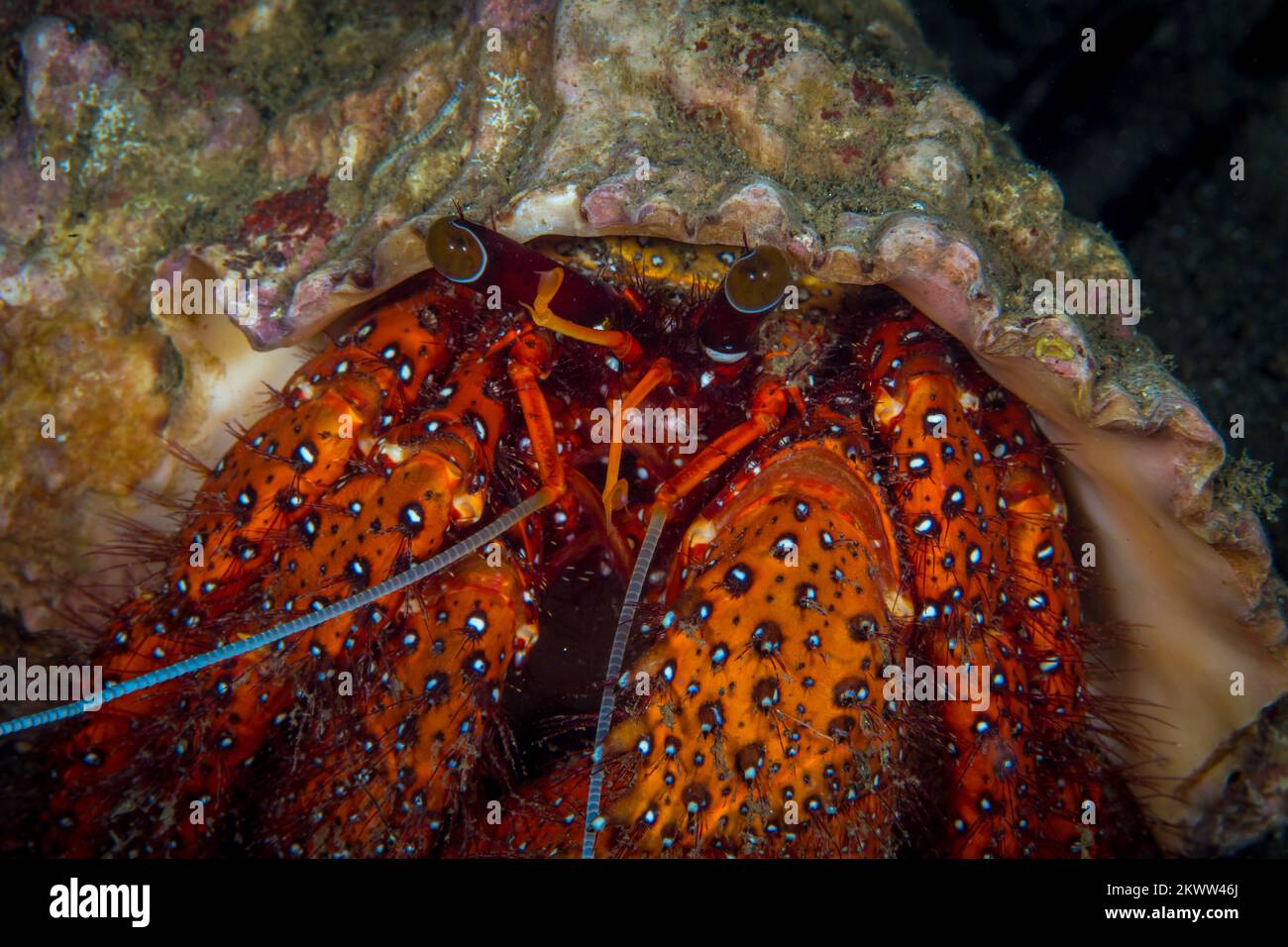 Colorful coral reef crab on scuba diving site in the pacific Ocean ...