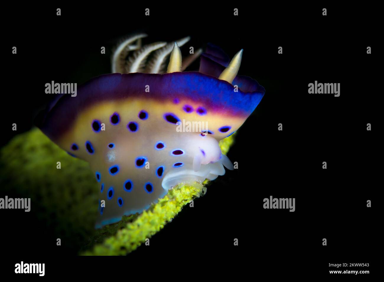 Colorful nudibranch sea slug crawling above coral reef in the Indo ...