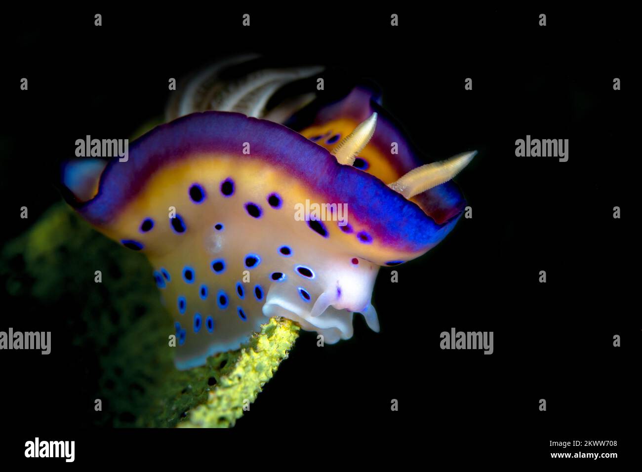 Colorful nudibranch sea slug crawling above coral reef in the Indo ...