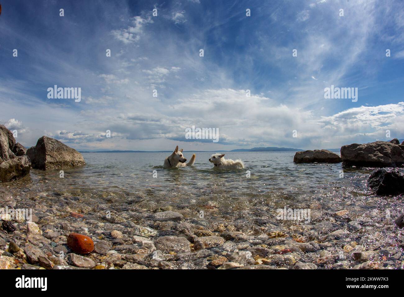 25.04.2016., Croatia, Rijeka - Dogs enjoy playing and swimming at the ...