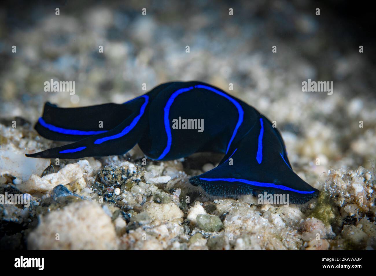 Colorful nudibranch sea slug crawling above coral reef in the Indo ...