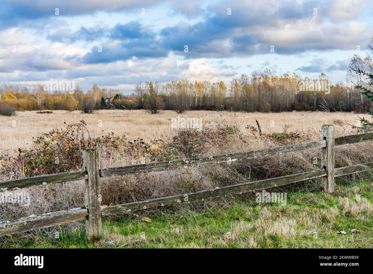 Autumn trees landscape in Kent, Washington Stock Photo - Alamy