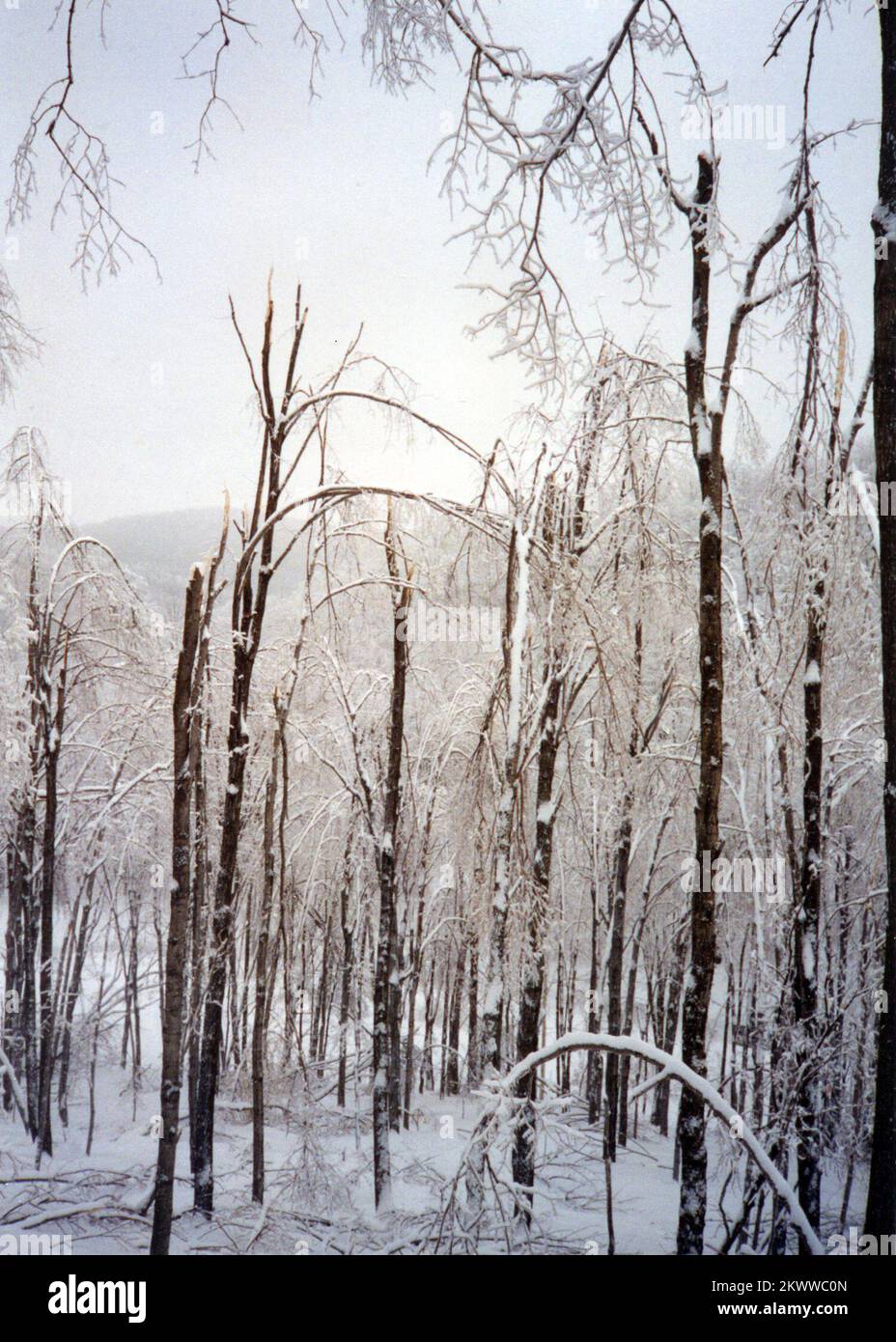 1998 ice storm hi-res stock photography and images - Alamy