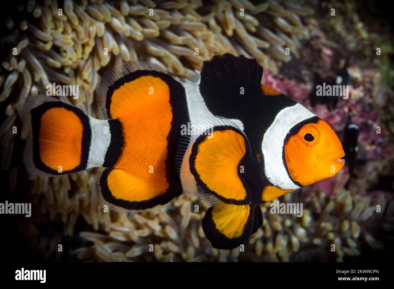 Cute orange clownfish swimming above colorful anemone in the Indo ...