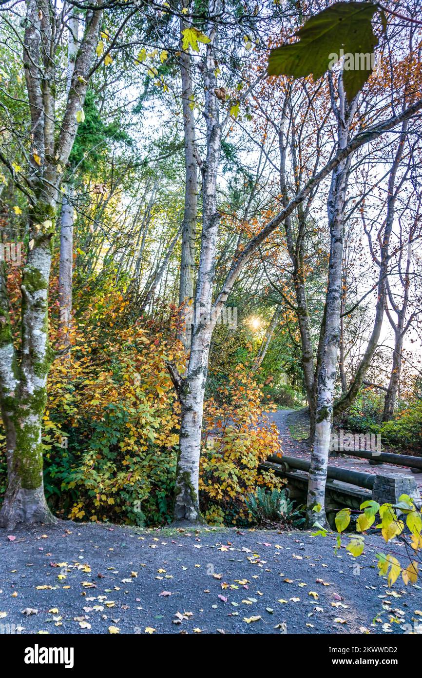 White trees at Seahurst Park in Burien, Washington Stock Photo - Alamy