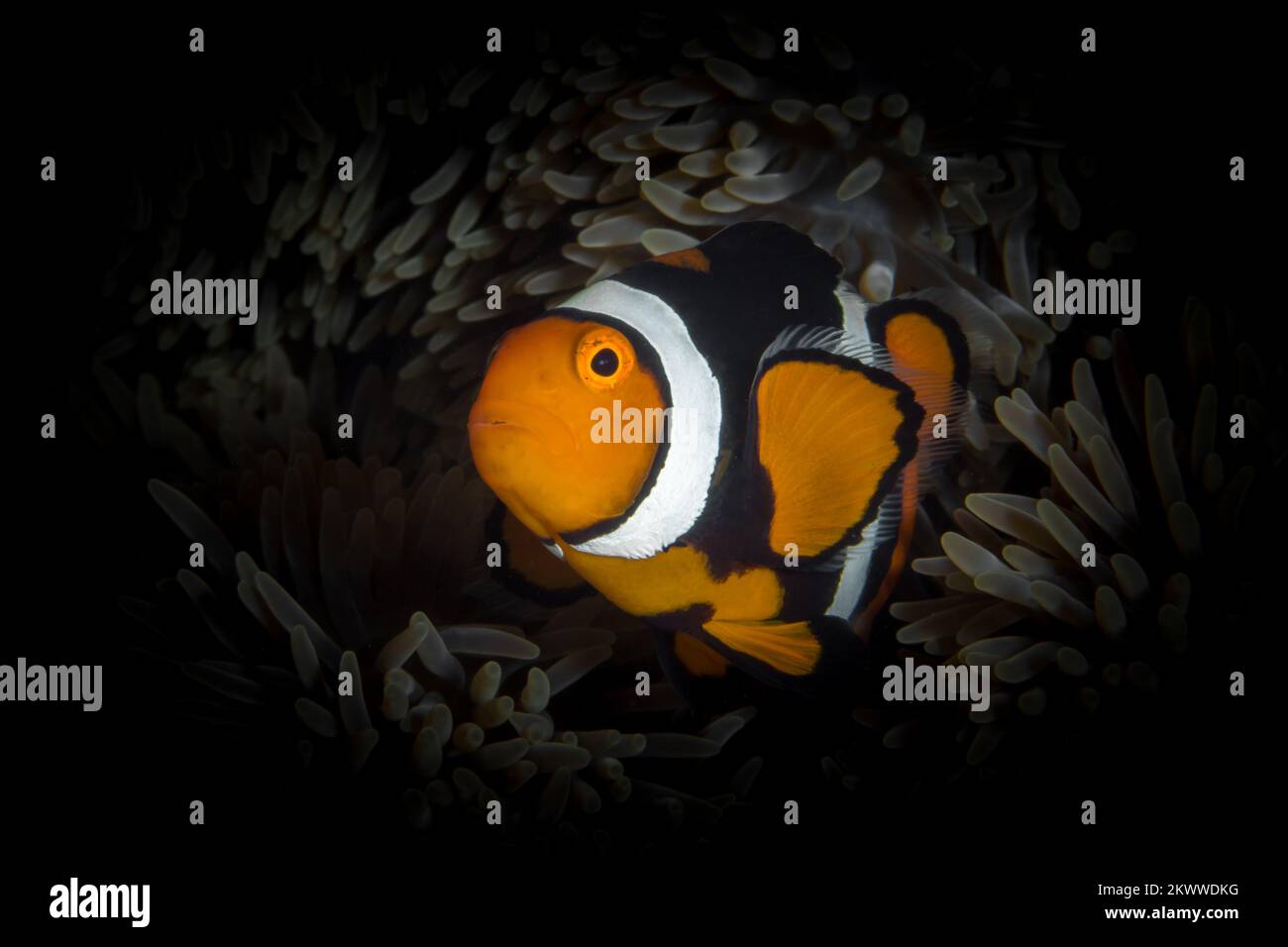 Cute orange clownfish swimming above colorful anemone in the Indo ...