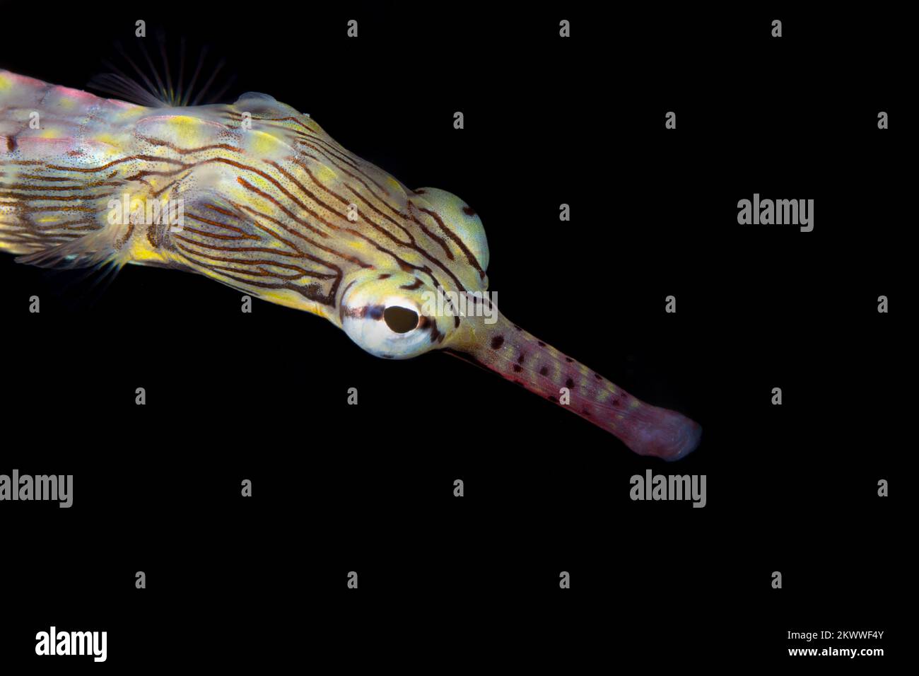 Messmate pipefish hi-res stock photography and images - Alamy