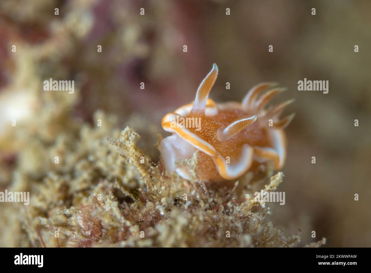 Colorful nudibranch sea slug crawling above coral reef in the Indo ...