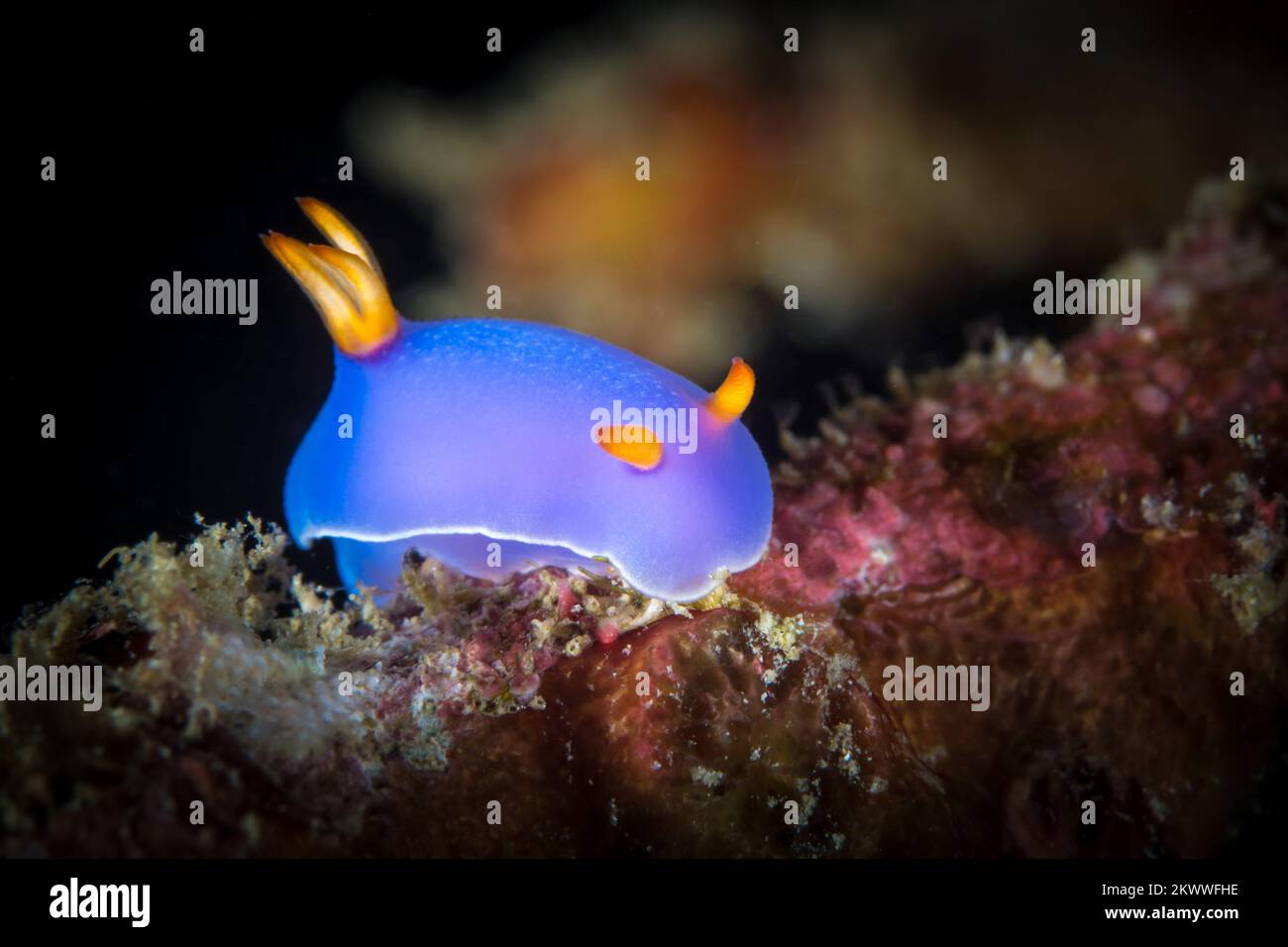 Colorful nudibranch sea slug crawling above coral reef in the Indo ...