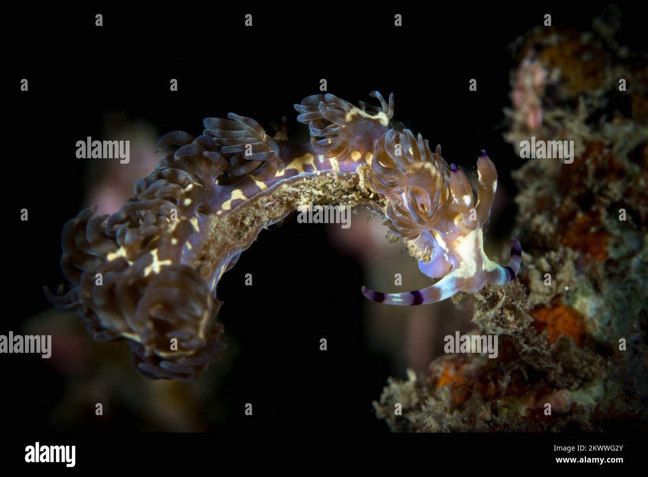 Colorful nudibranch sea slug crawling above coral reef in the Indo ...