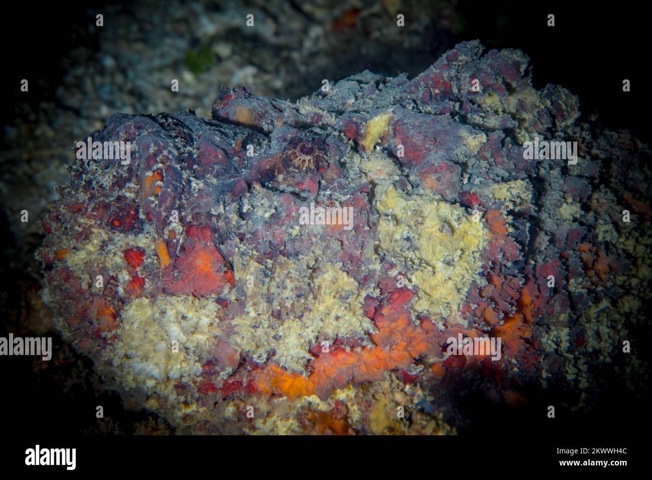 Stone fish camouflaging in the sea floor Stock Photo - Alamy