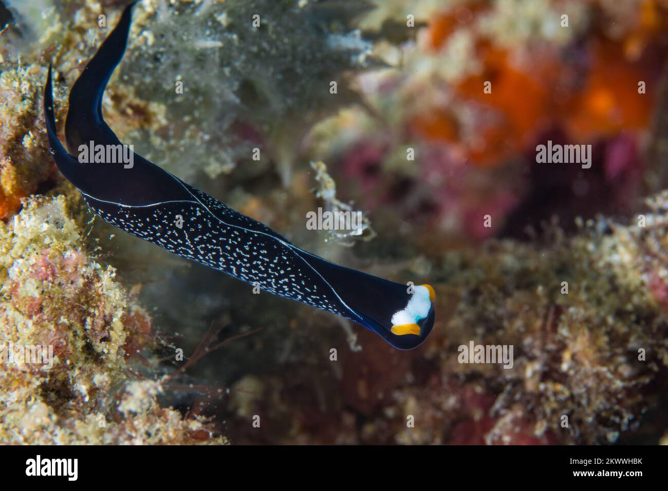 Colorful nudibranch sea slug crawling above coral reef in the Indo ...