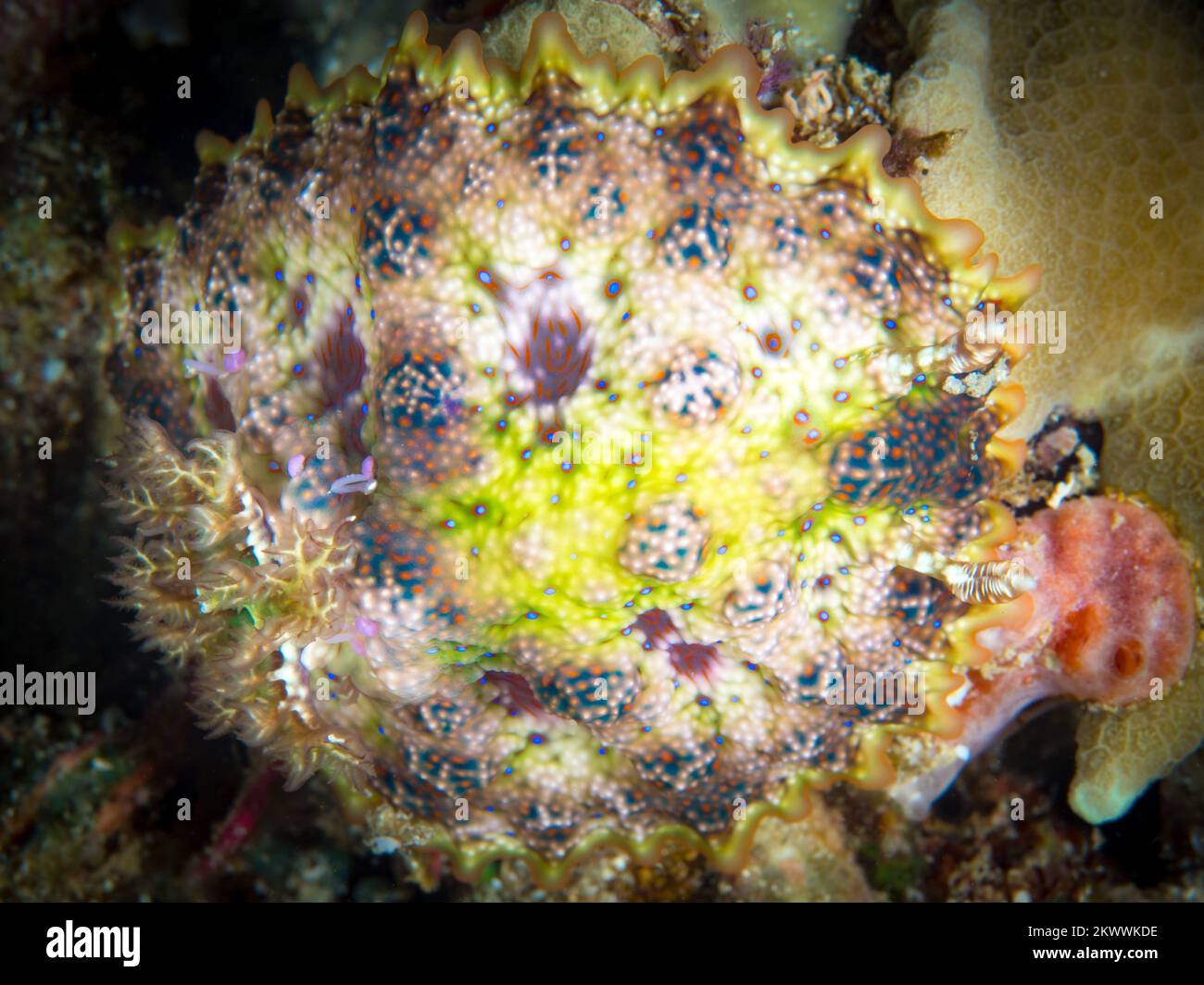 Cryptic nudibranch sea slug camouflages in with its surroundings on ...