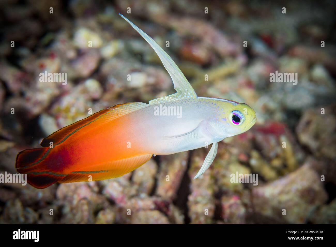 Fire dartfish swimming above healthy coral reef Stock Photo - Alamy