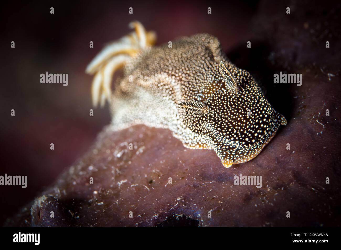 Colorful nudibranch sea slug crawling above coral reef in the Indo ...