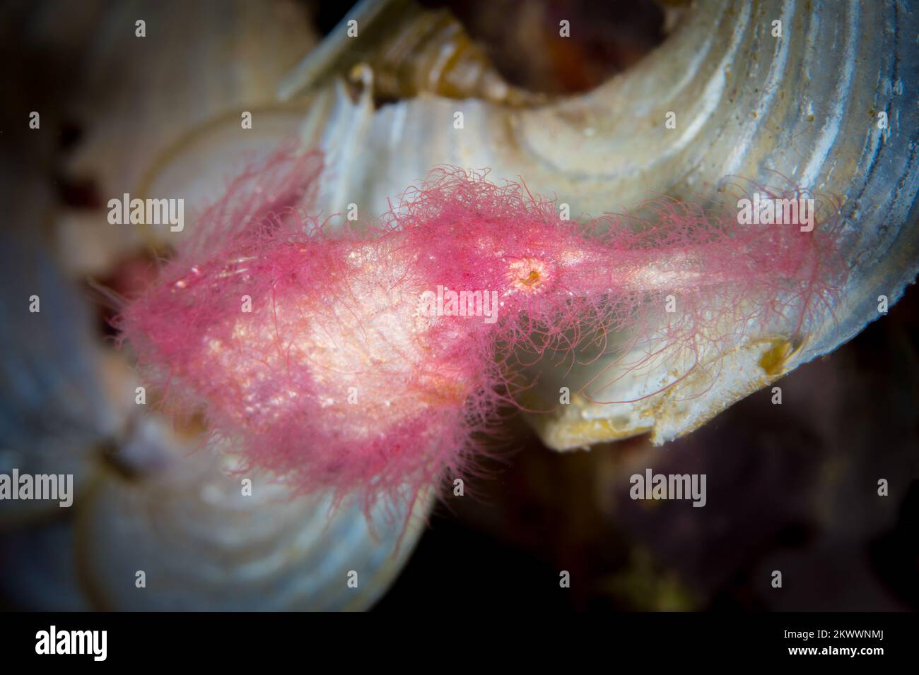 Cute colorful pink hairy ghost pipefish - Urocampus carinirostris Stock ...
