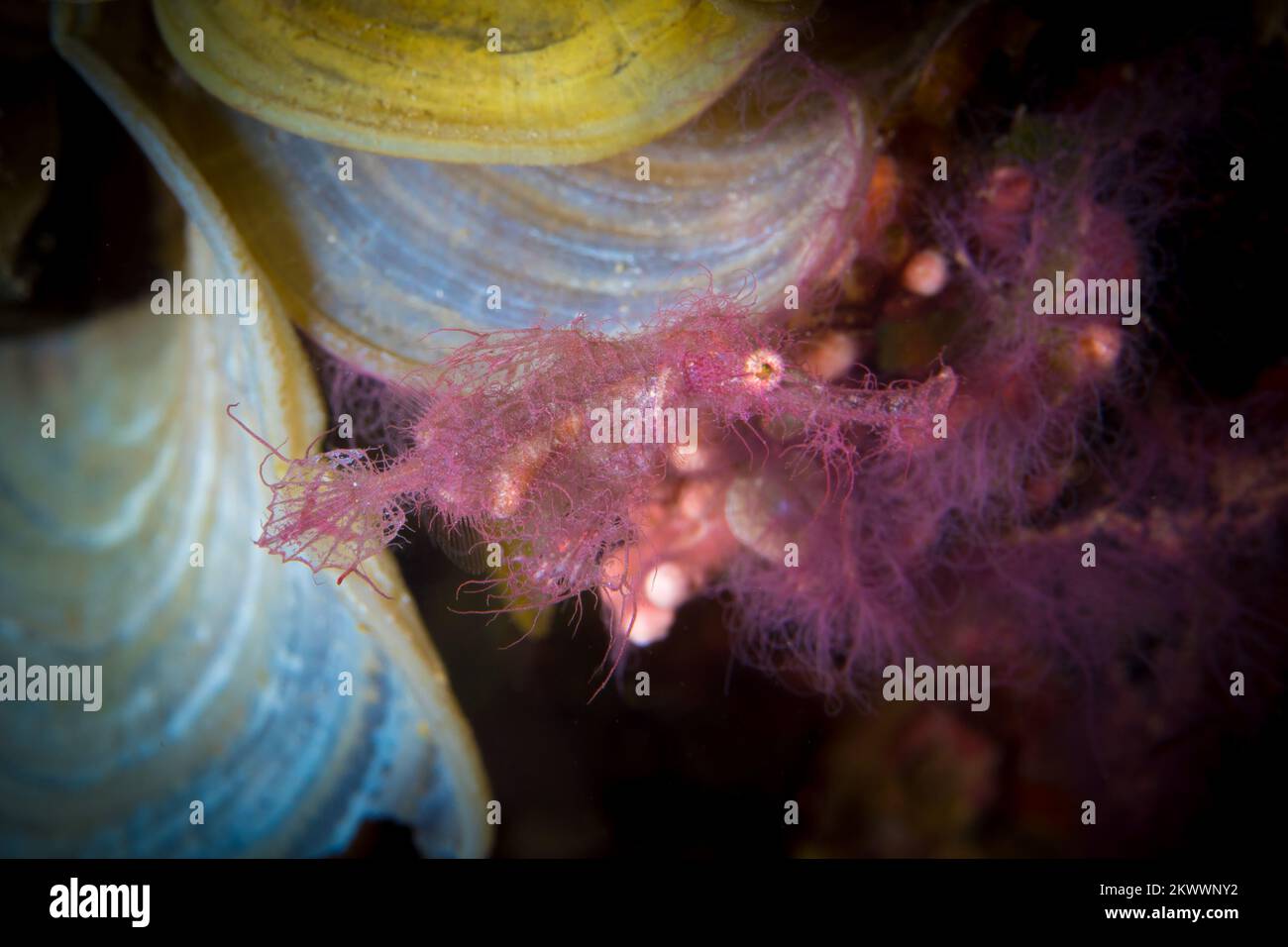 Cute colorful pink hairy ghost pipefish - Urocampus carinirostris Stock ...