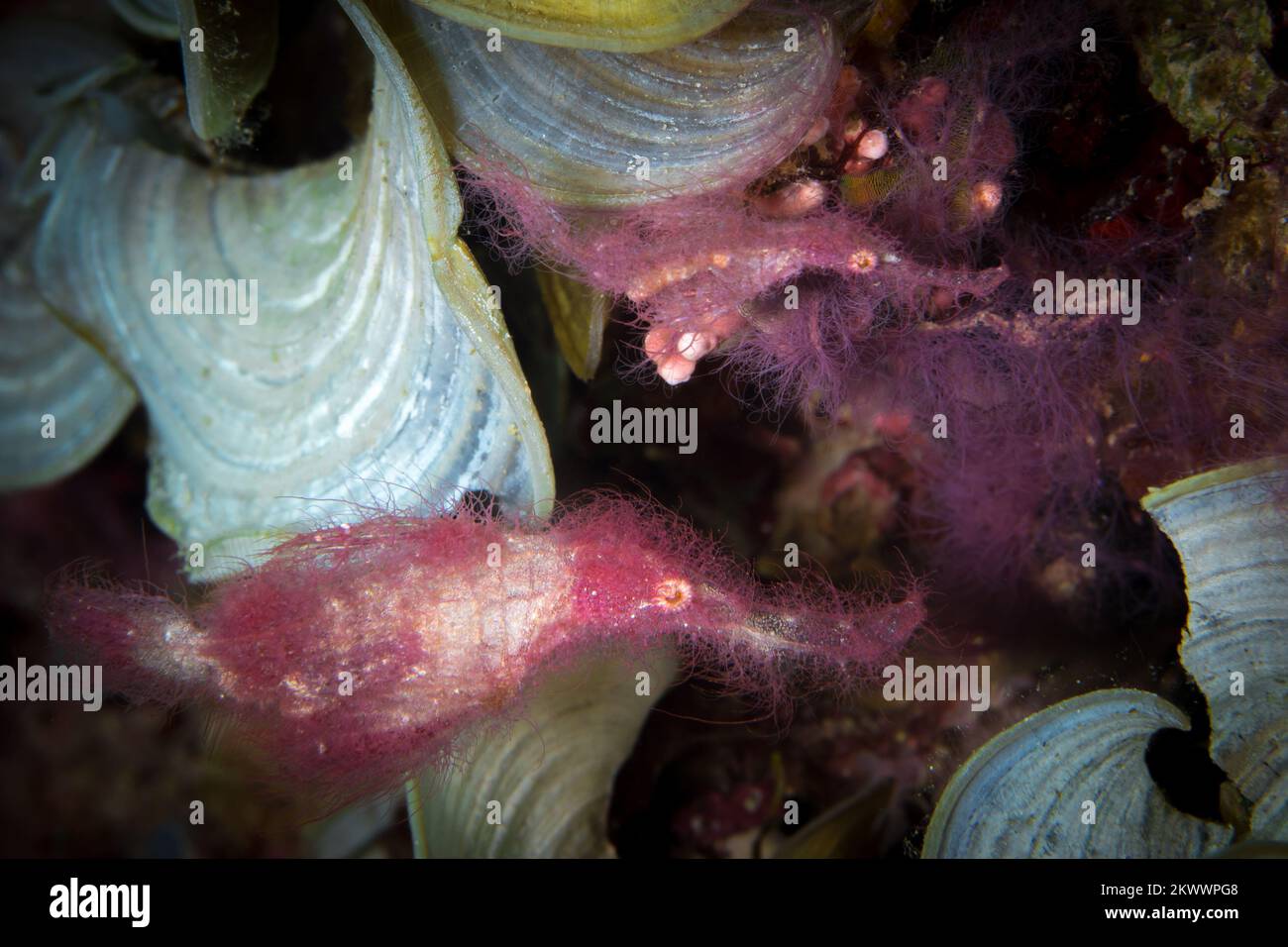 Cute colorful pink hairy ghost pipefish - Urocampus carinirostris Stock ...
