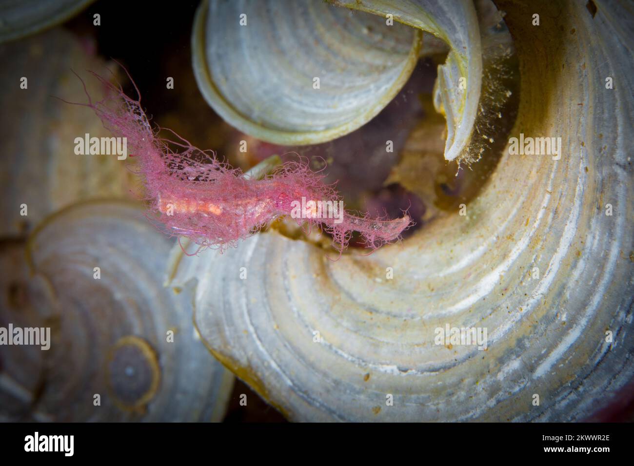 Cute colorful pink hairy ghost pipefish - Urocampus carinirostris Stock ...