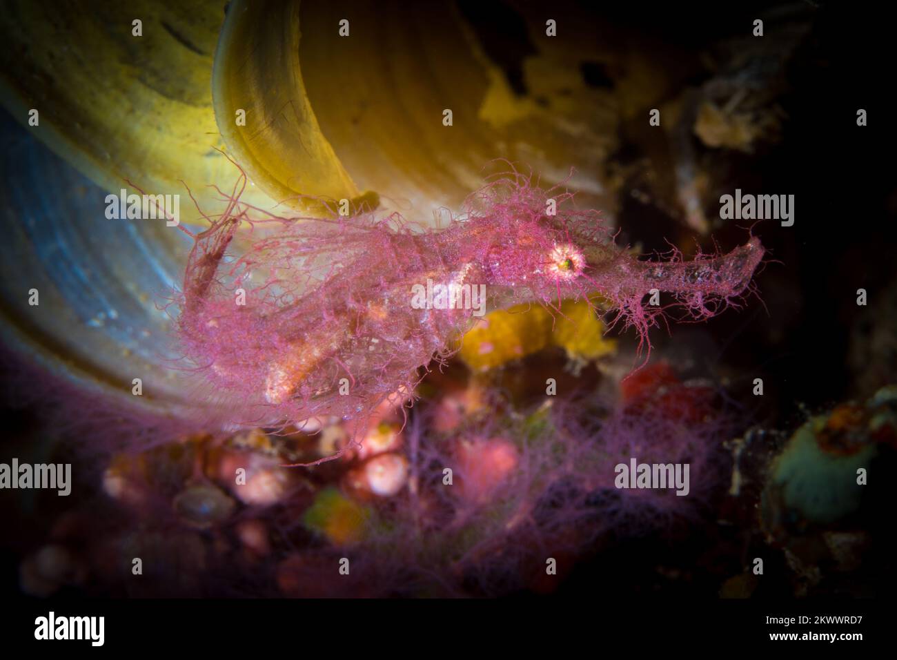 Cute colorful pink hairy ghost pipefish - Urocampus carinirostris Stock ...