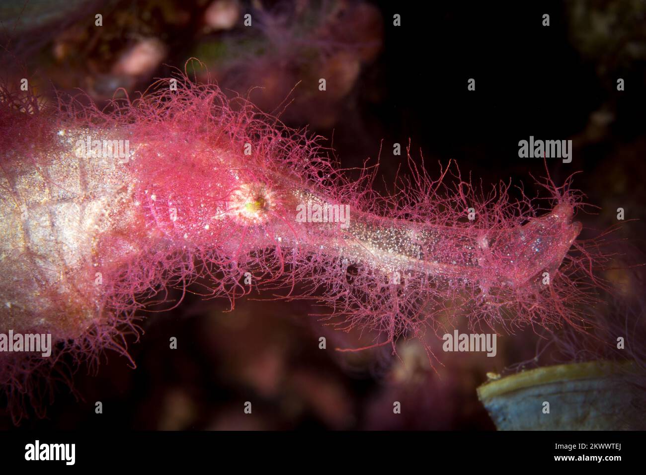 Cute colorful pink hairy ghost pipefish - Urocampus carinirostris Stock ...