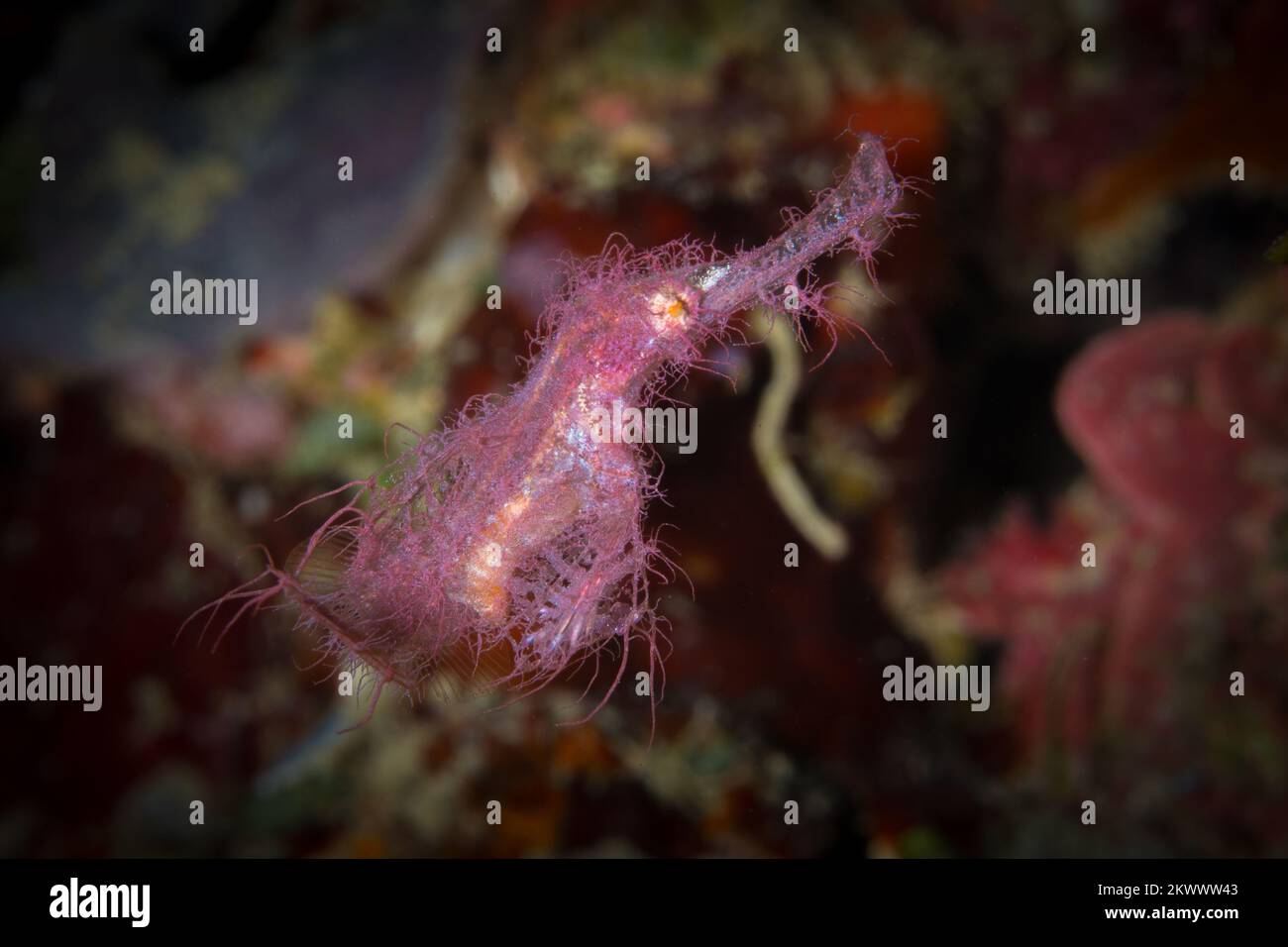 Cute colorful pink hairy ghost pipefish - Urocampus carinirostris Stock ...