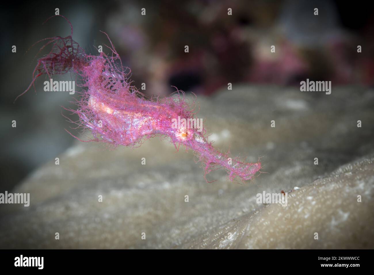 Cute colorful pink hairy ghost pipefish - Urocampus carinirostris Stock ...