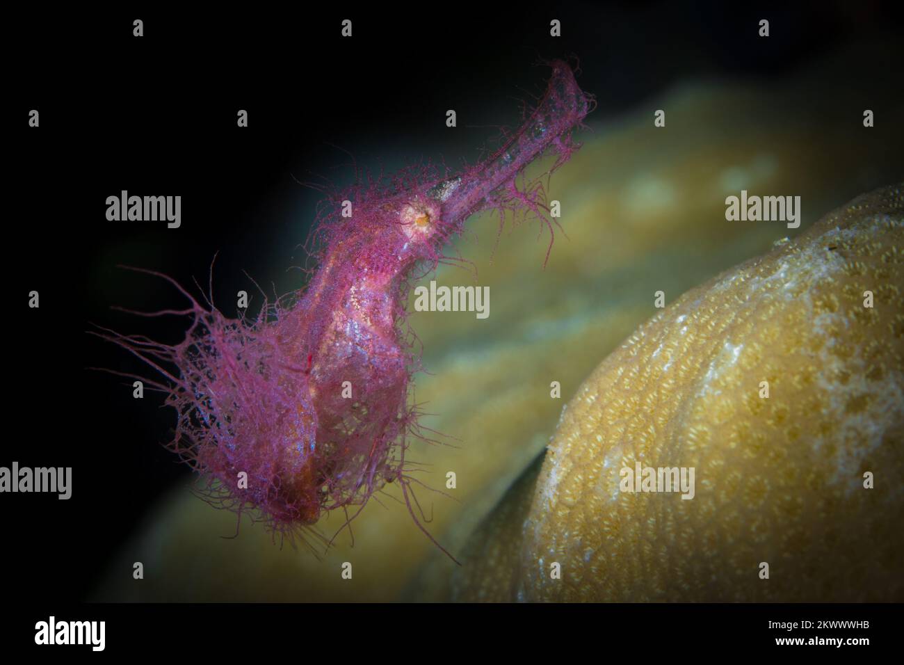 Cute colorful pink hairy ghost pipefish - Urocampus carinirostris Stock ...