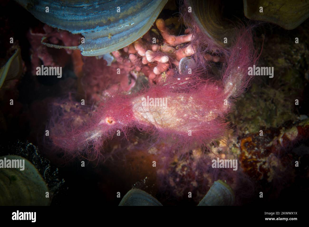 Cute colorful pink hairy ghost pipefish - Urocampus carinirostris Stock ...