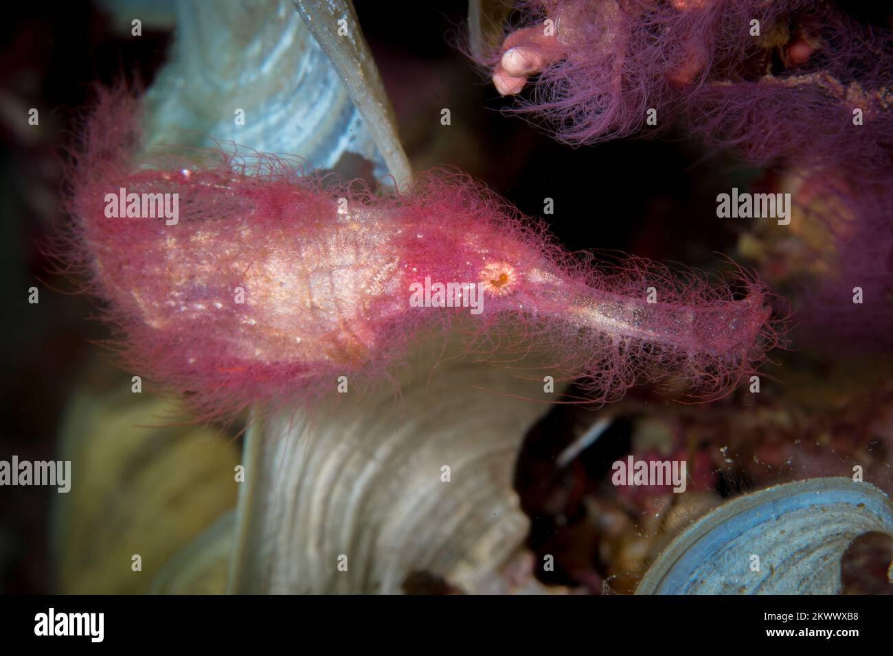 Cute colorful pink hairy ghost pipefish - Urocampus carinirostris Stock ...