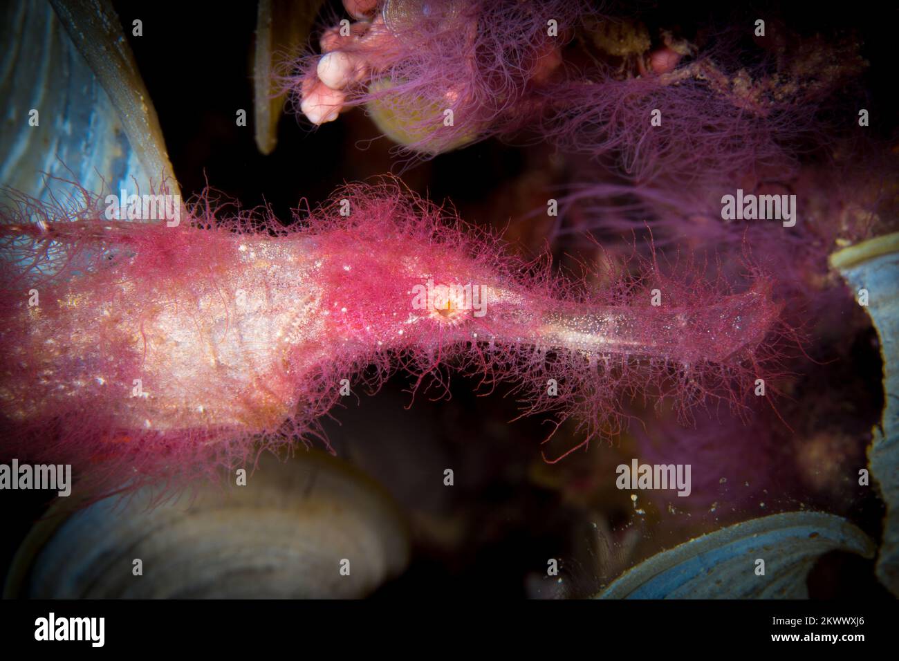 Cute colorful pink hairy ghost pipefish - Urocampus carinirostris Stock ...