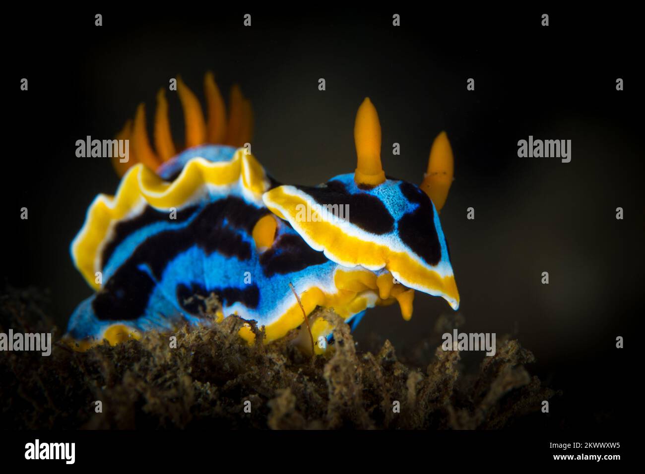 Colorful nudibranch sea slug crawling above coral reef in the Indo ...