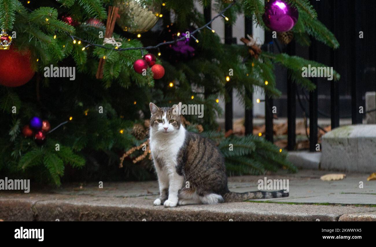 London, England, UK. 30th Nov, 2022. UK Prime Minister's office's cat ...