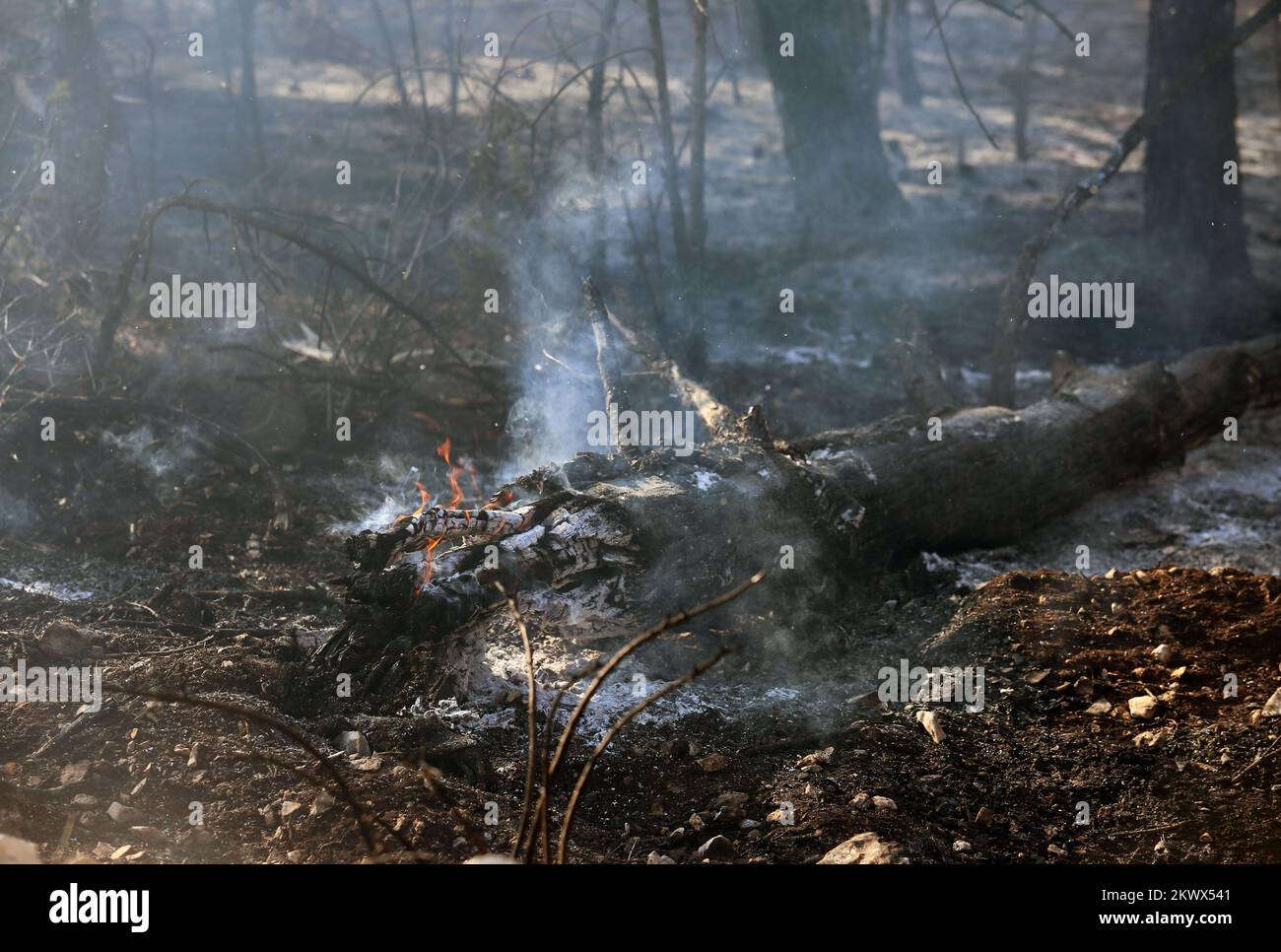 25.08.2016., Mucici, Croatia - 88 firefighters held fire under control ...