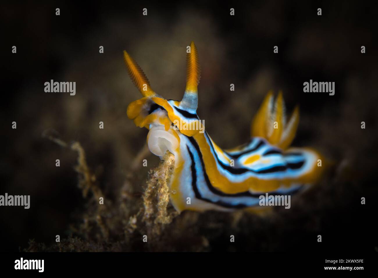 Colorful nudibranch sea slug crawling above coral reef in the Indo ...