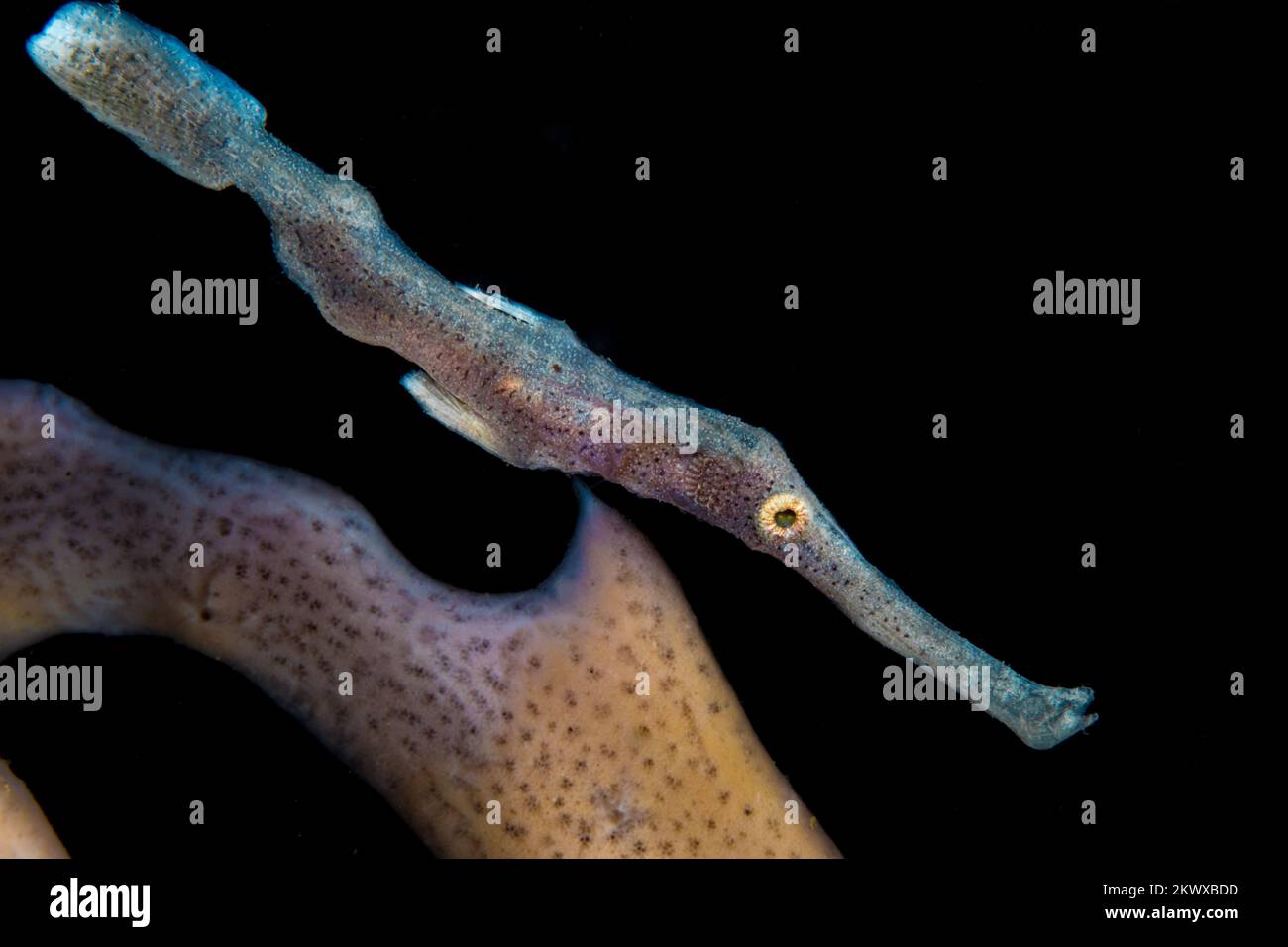 Purple velvet ghost pipefish Stock Photo - Alamy