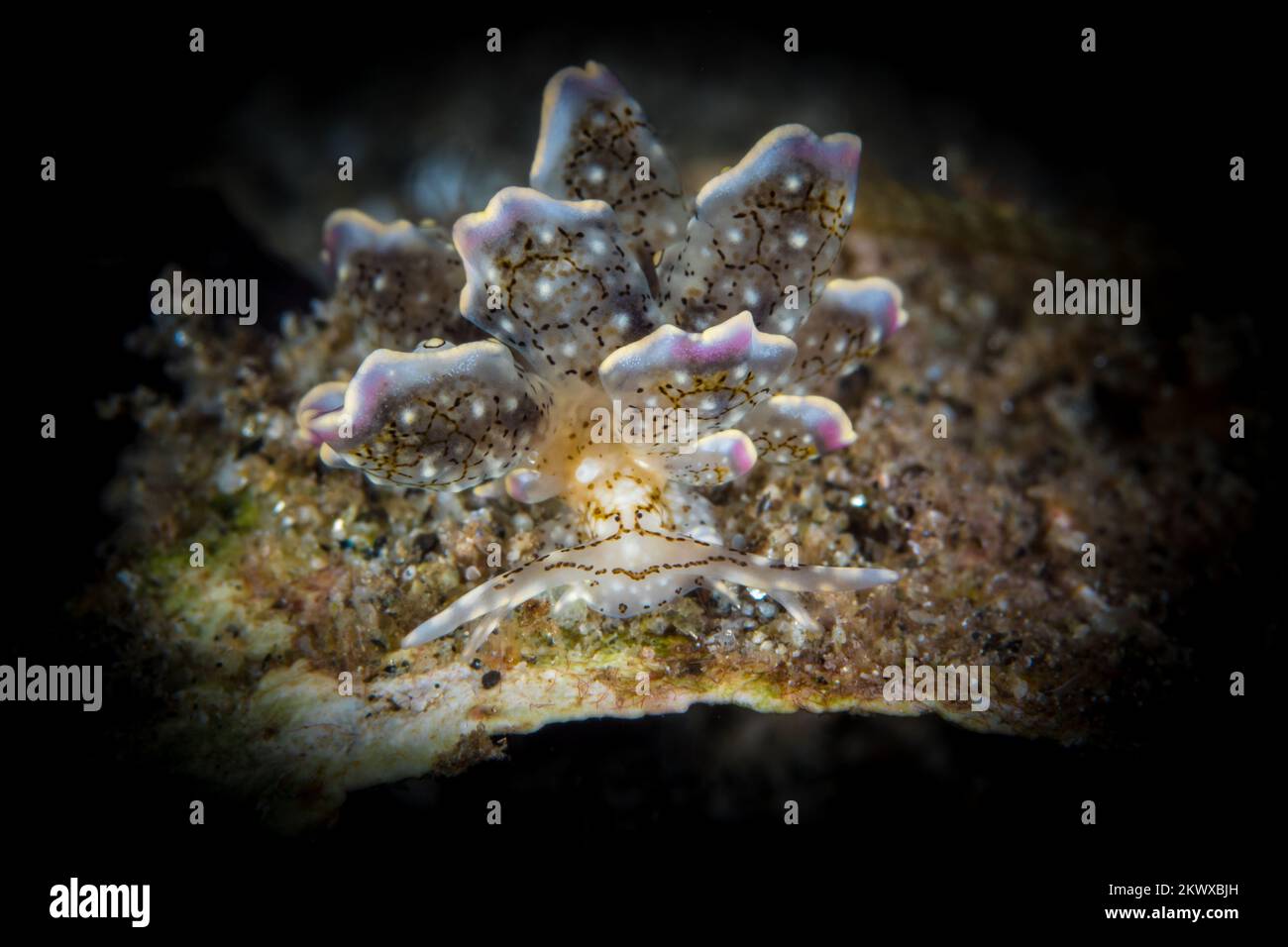 Colorful nudibranch sea slug crawling above coral reef in the Indo ...